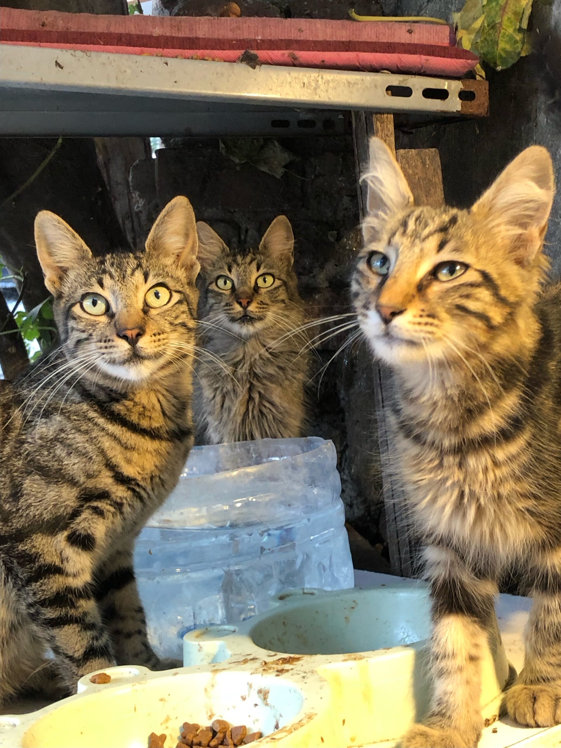 Museum | Cat Museum Istanbul